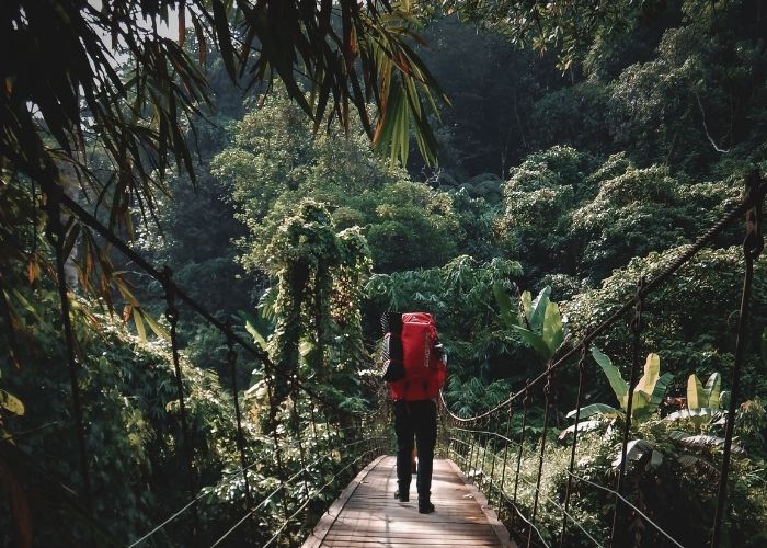 Apa Fungsi Hutan Lindung : Pengertian, Definisi, dan Lokasinya di Indonesia
