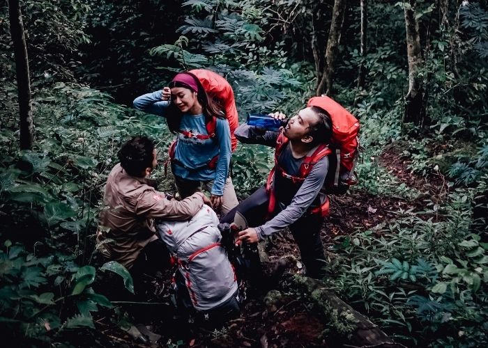 Apa Fungsi Hutan Lindung : Pengertian, Definisi, dan Lokasinya di Indonesia