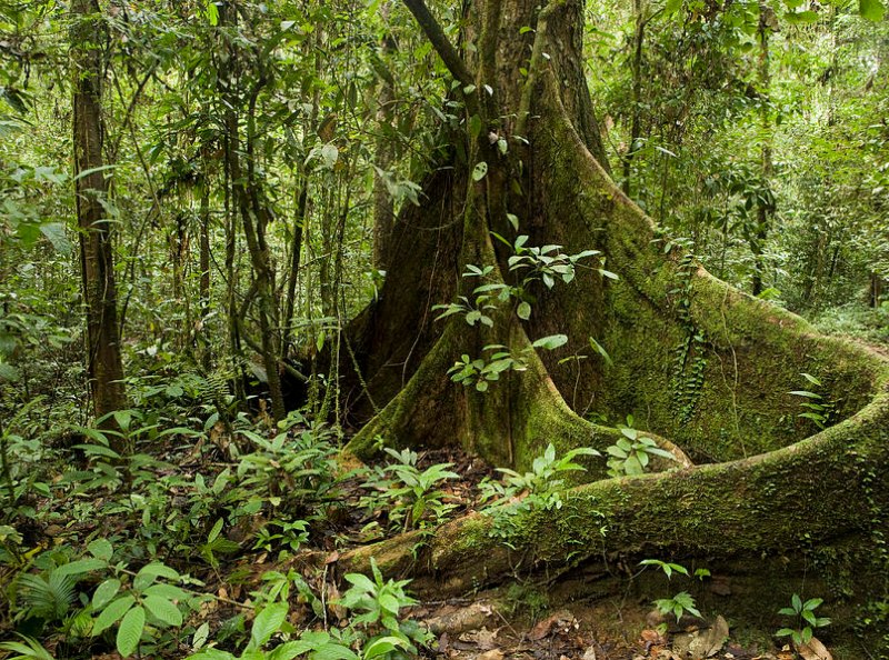 Pesona Taman Nasional Way Kambas, Rumah Gajah Sumatera