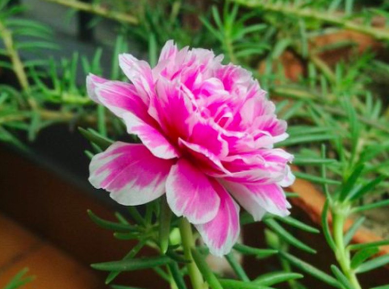 15 Tanaman Hias Gantung yang Bagus Untuk di Rumah