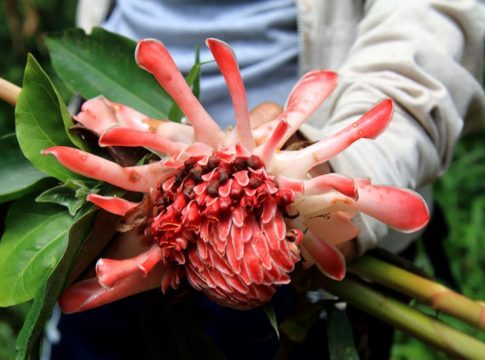 Panduan Survival Mengenal 13 Tanaman Liar yang Bisa Dimakan