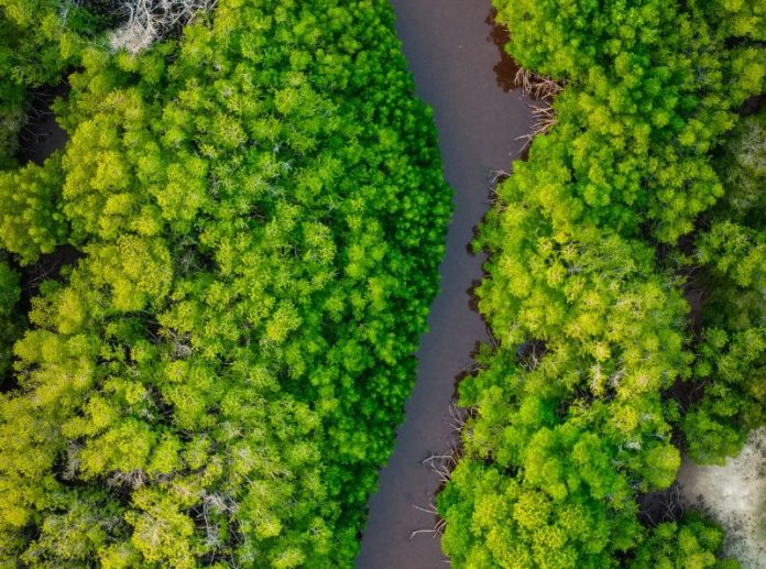 10 Ekowisata Mangrove di Indonesia yang Indah dan Lestari - Blog