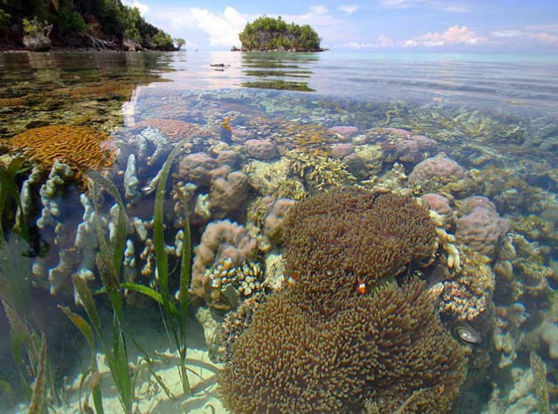 17 Taman Laut Terindah di Indonesia, Jadi Spot Diving Favorit!