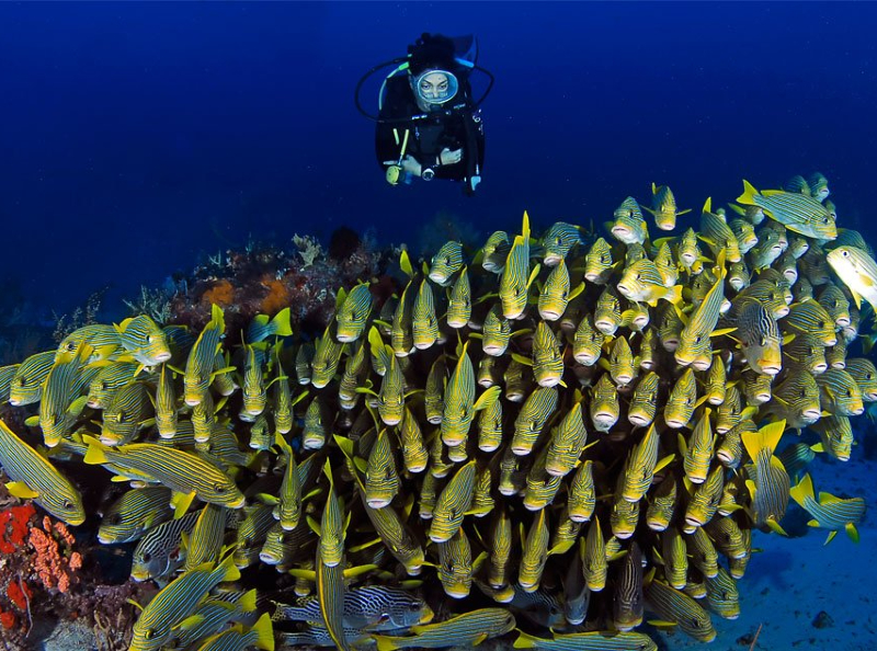 17 Taman Laut Terindah di Indonesia, Jadi Spot Diving Favorit!