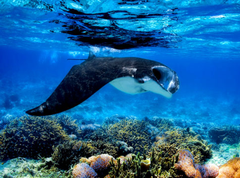 17 Taman Laut Terindah di Indonesia, Jadi Spot Diving Favorit!