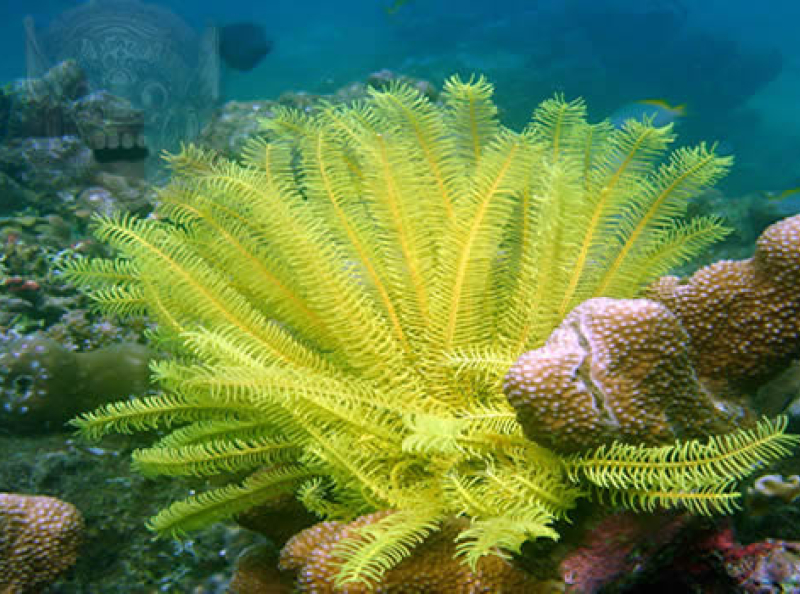 17 Taman Laut Terindah di Indonesia, Jadi Spot Diving Favorit!