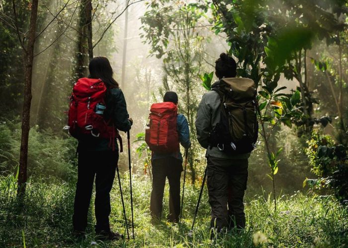 Bertemu Singa Gunung, Apa yang Harus Dilakukan oleh Pendaki?