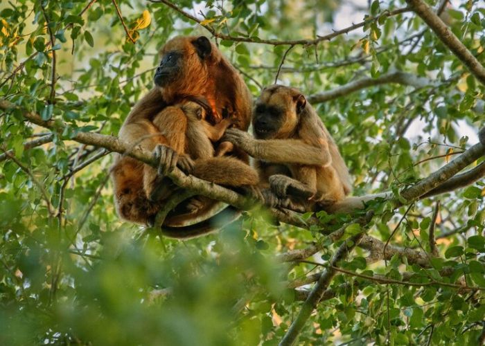 10 Cara Berkontribusi Mendukung Kelestarian Satwa Dilindungi