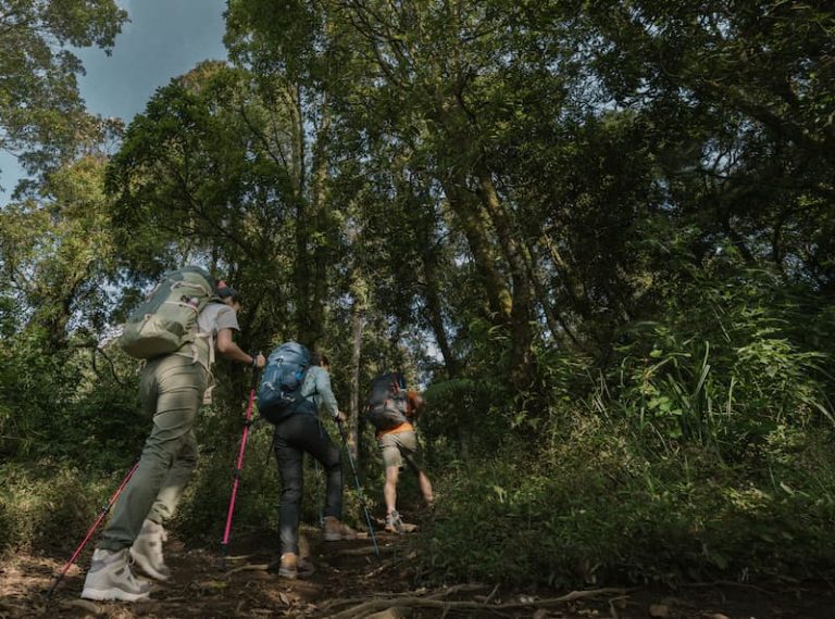 Gunung Ungaran: Jalur Pendakian, Daya Tarik, dan Faktanya